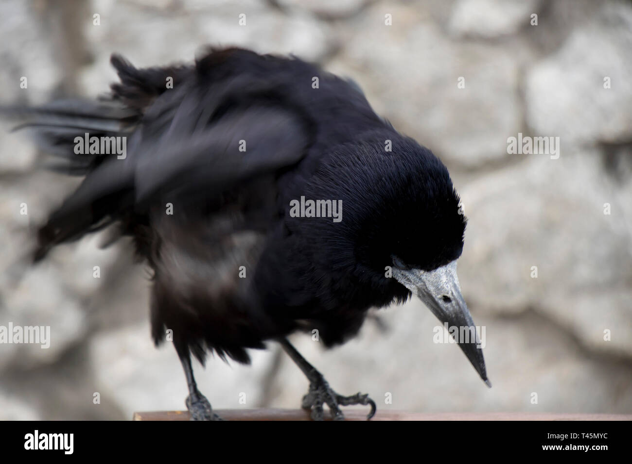 Old raven or crow, common city black bird, ruffling feathers in motion ...