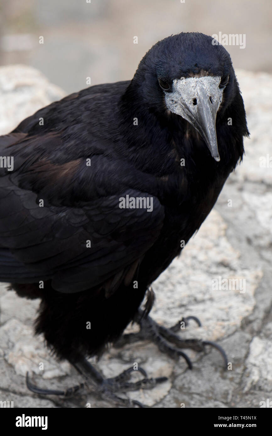 Old raven or crow, common city black bird, close up Stock Photo - Alamy