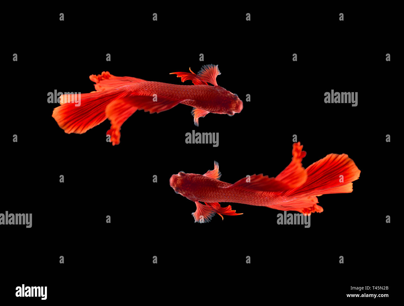 Red color Siamese fighting fish(Rosetail),fighting fish,Betta splendens ...