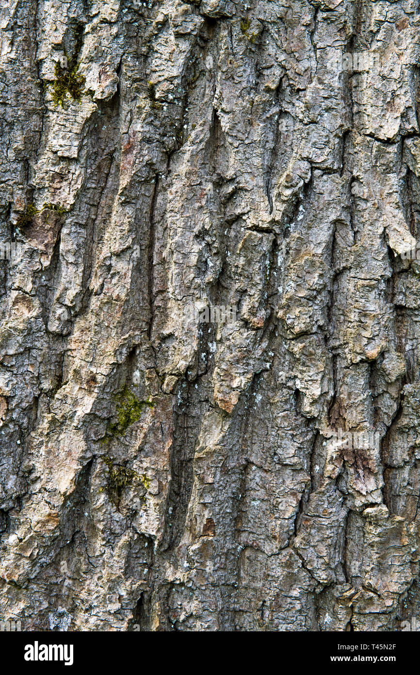 Pine tree bark hi-res stock photography and images - Alamy