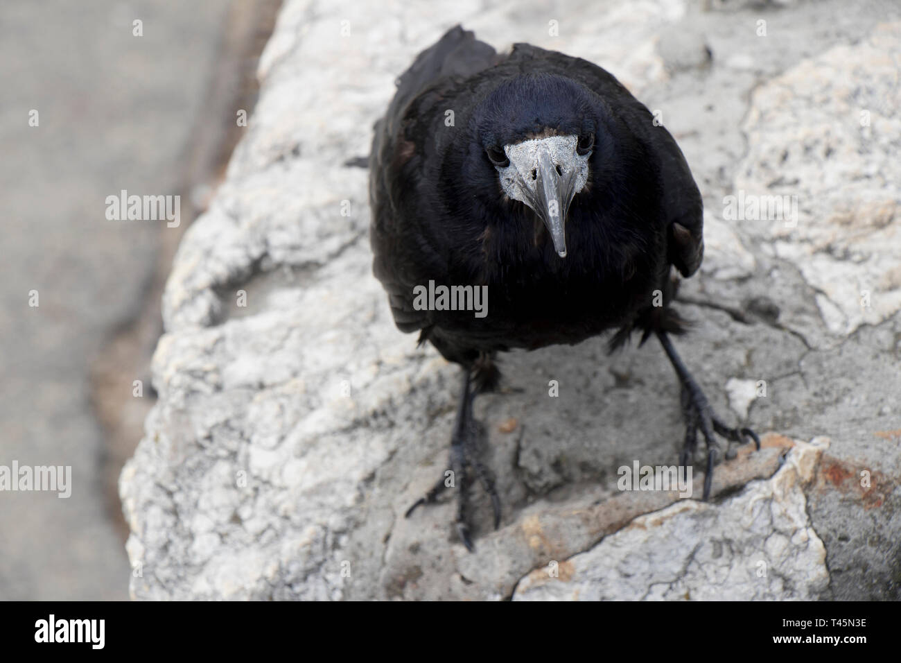 Raven looking hi-res stock photography and images - Alamy