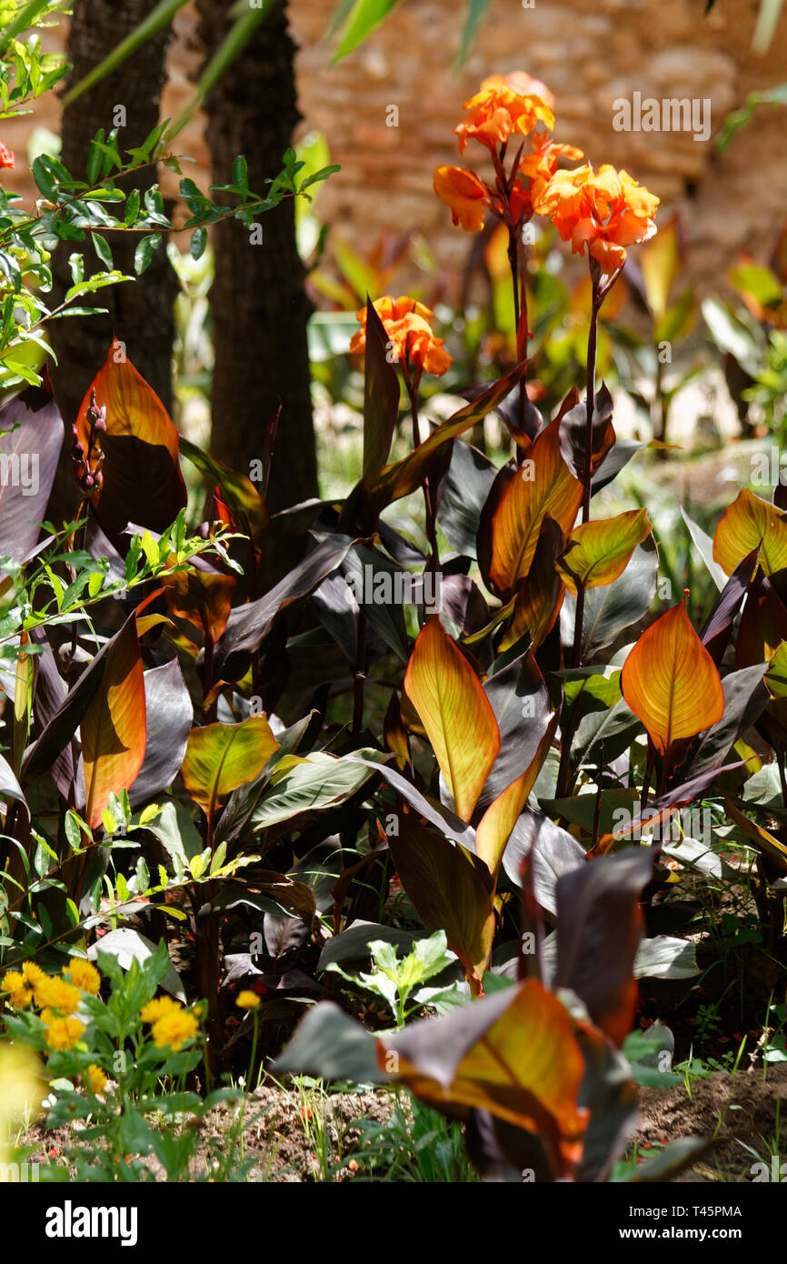 Common canna hi-res stock photography and images - Alamy