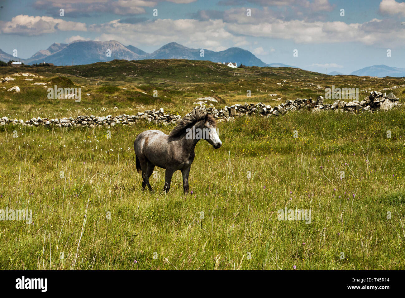 Connemara pony hi-res stock photography and images - Alamy