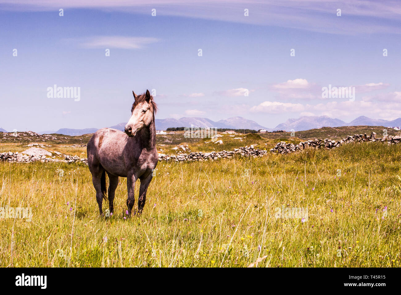 Irish horse breeds hi-res stock photography and images - Alamy