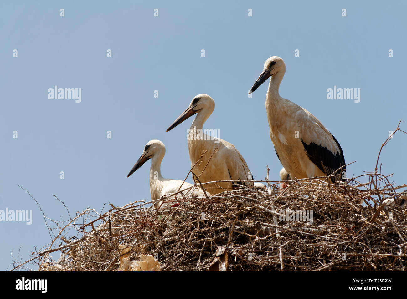 Stork family in their nest Stock Photo - Alamy