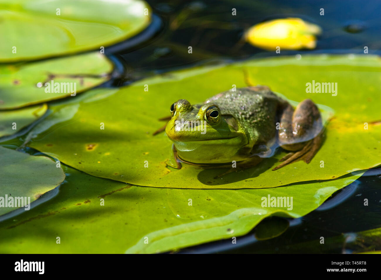 Bull frog lily pad hi-res stock photography and images - Alamy