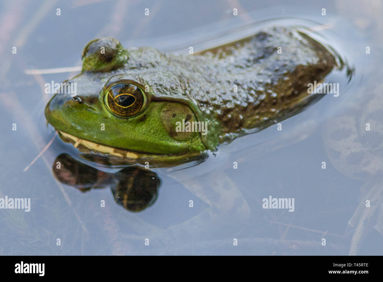 Bull frog lily pad hi-res stock photography and images - Alamy