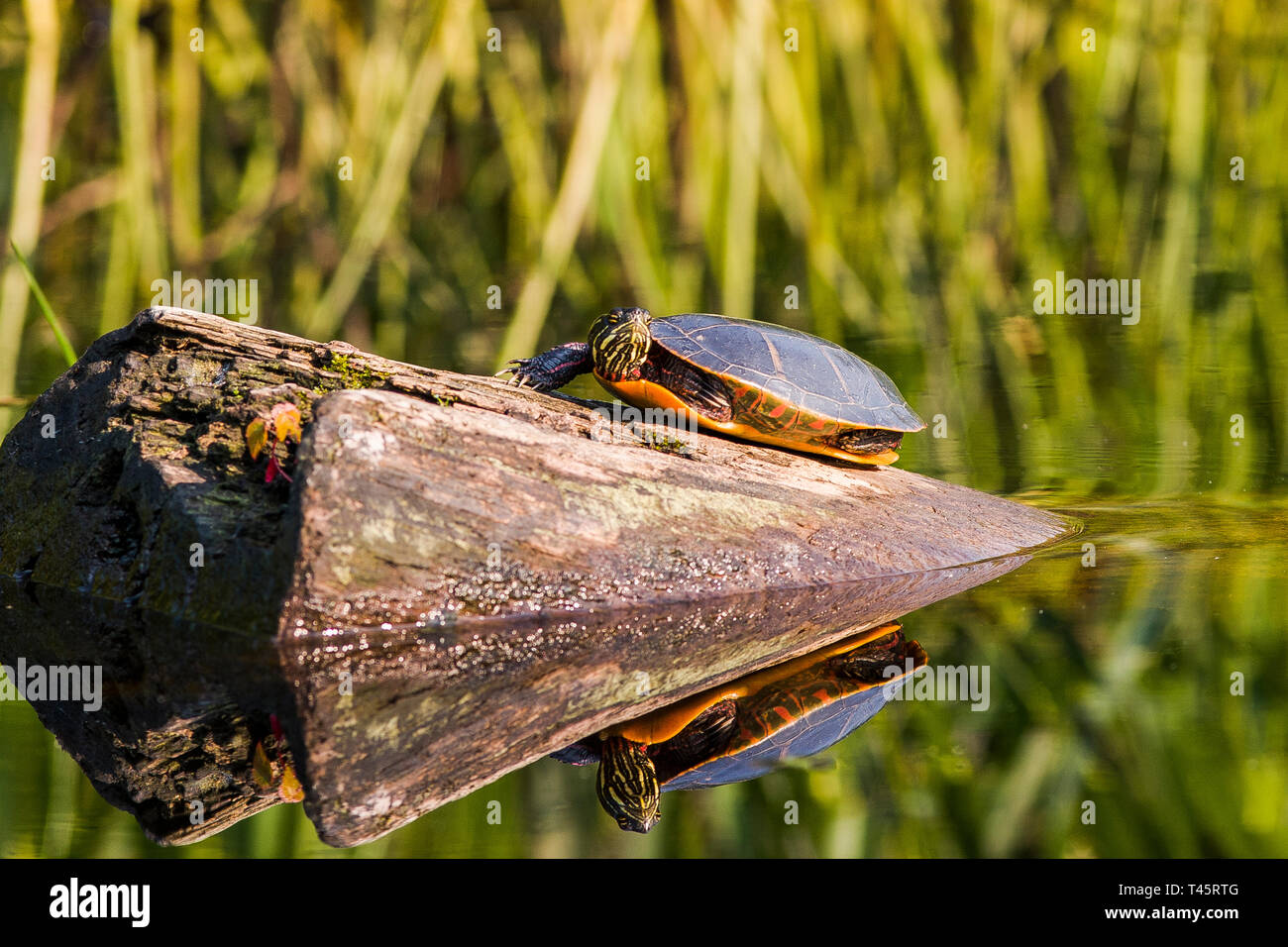 Painted turtle in a New England River - Tully River, Royalston, MA ...