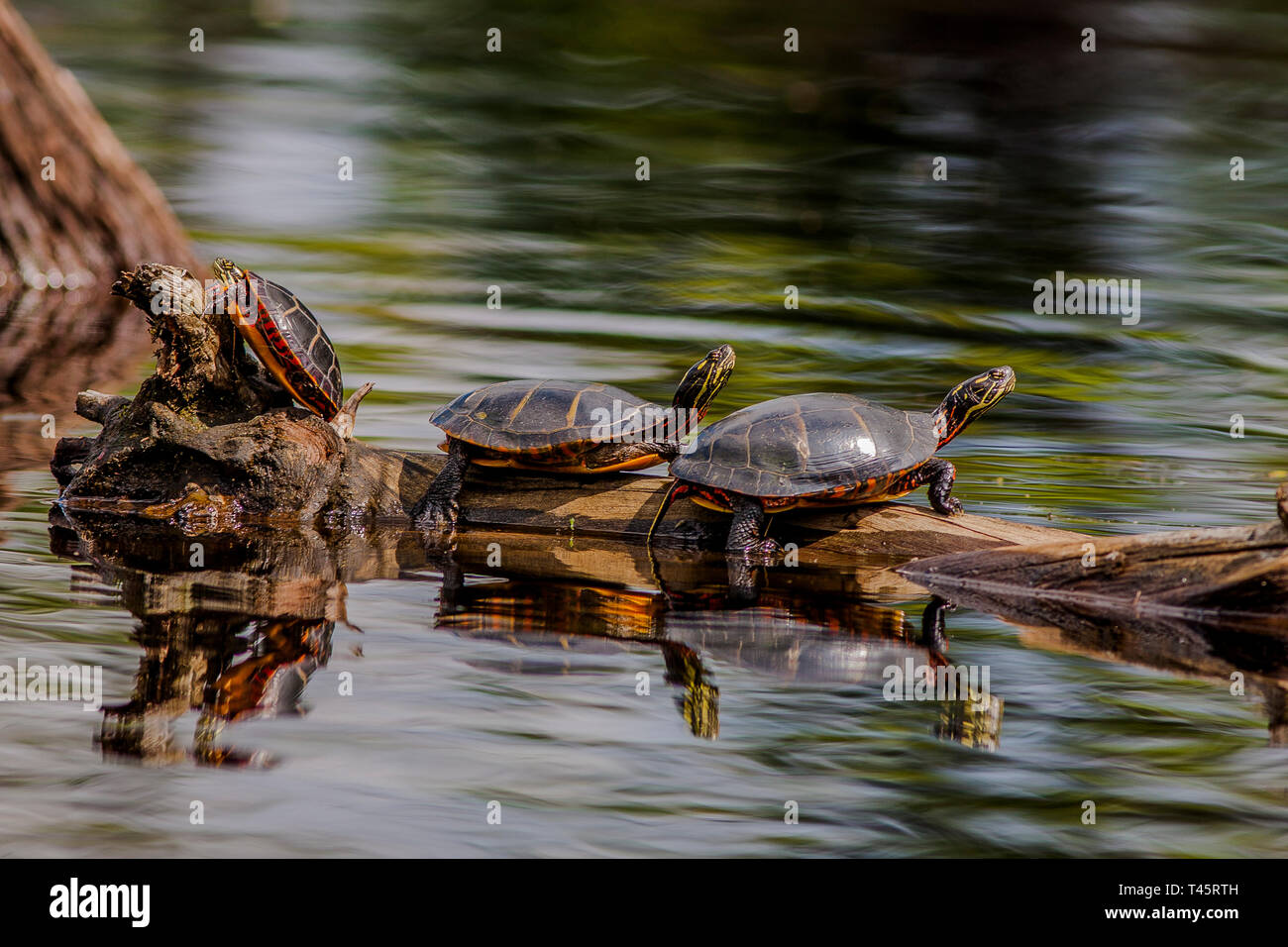 Turtles in marsh hi-res stock photography and images - Alamy