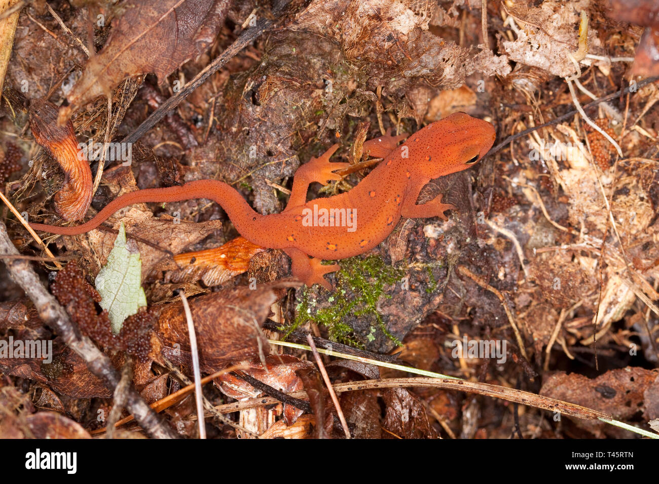 Red spotted newt Stock Photo - Alamy