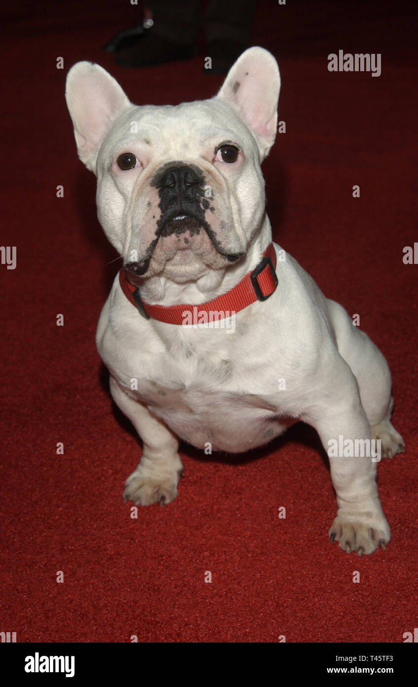 LOS ANGELES, CA. March 02, 2003: LINUS THE DOG at the Hollywood ...
