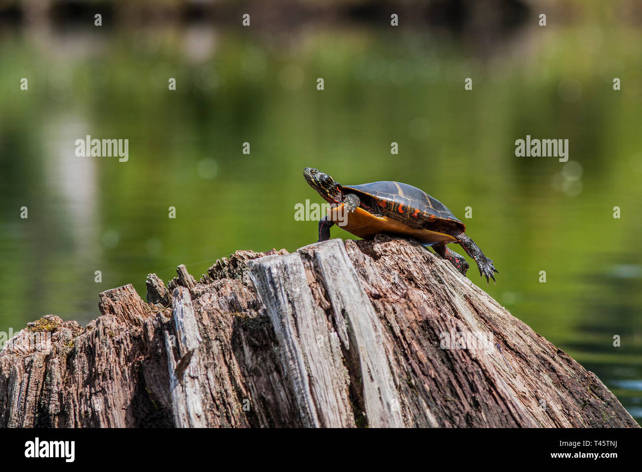 Painted turtle in a New England River - Tully River, Royalston, MA ...