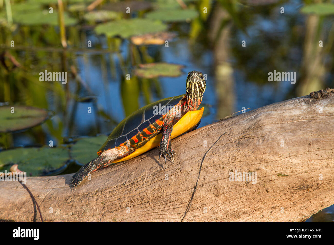Painted turtle in a New England River - Tully River, Royalston, MA ...