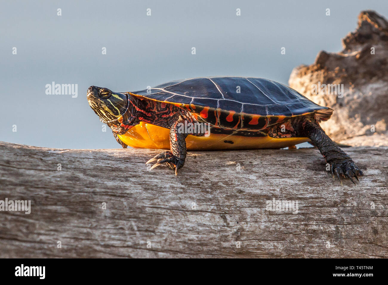 Turtles in marsh hi-res stock photography and images - Alamy