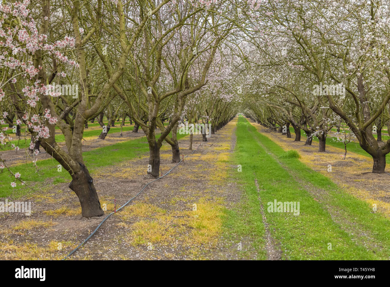 Almond trees bloom hi-res stock photography and images - Alamy