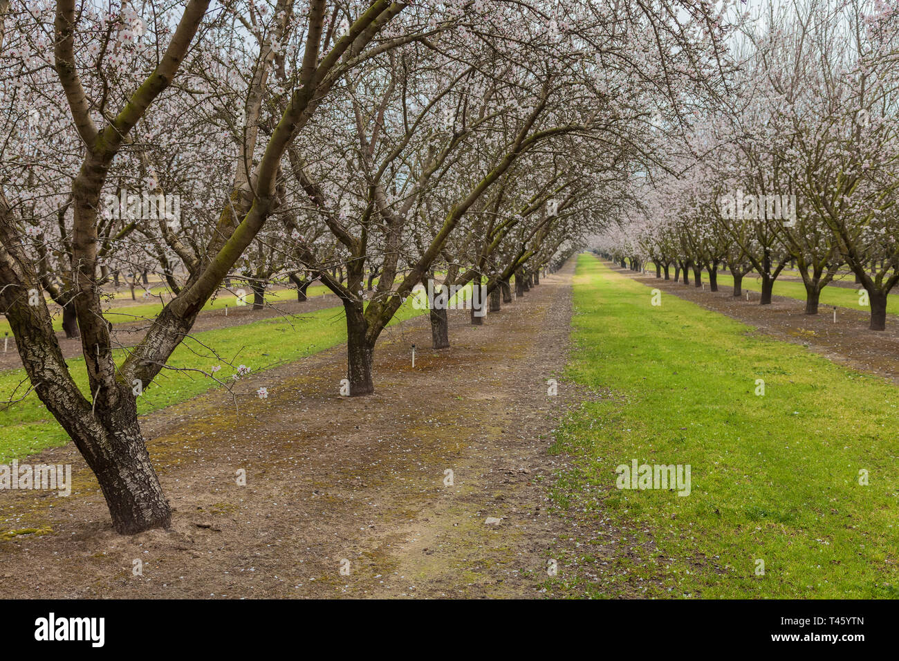 Field of almond trees bloom at early spring in Manteca, California ...