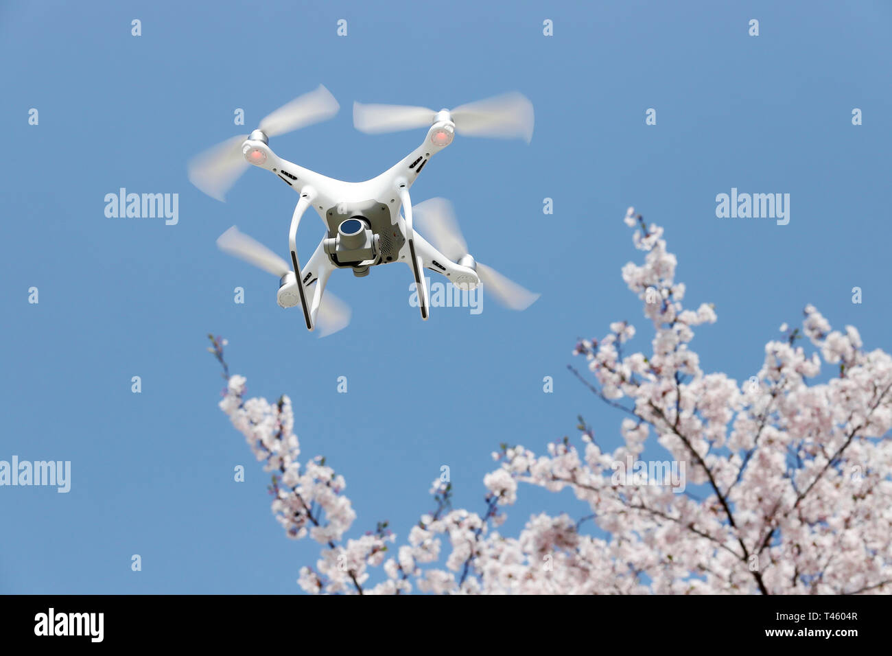 Drone flying in the air, with beautiful cherry blossom or sakura and ...