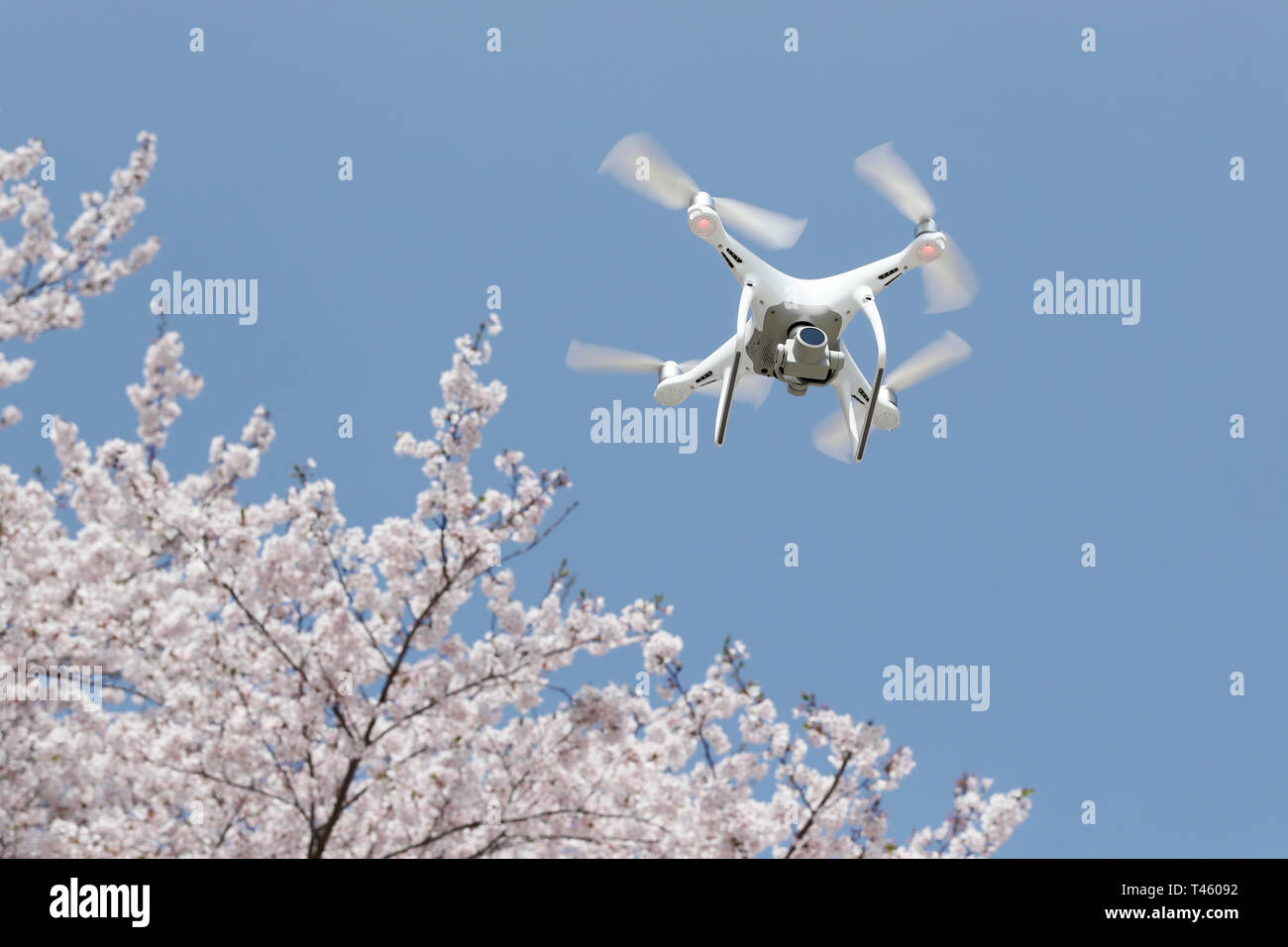 Drone flying in the air, with beautiful cherry blossom or sakura and ...