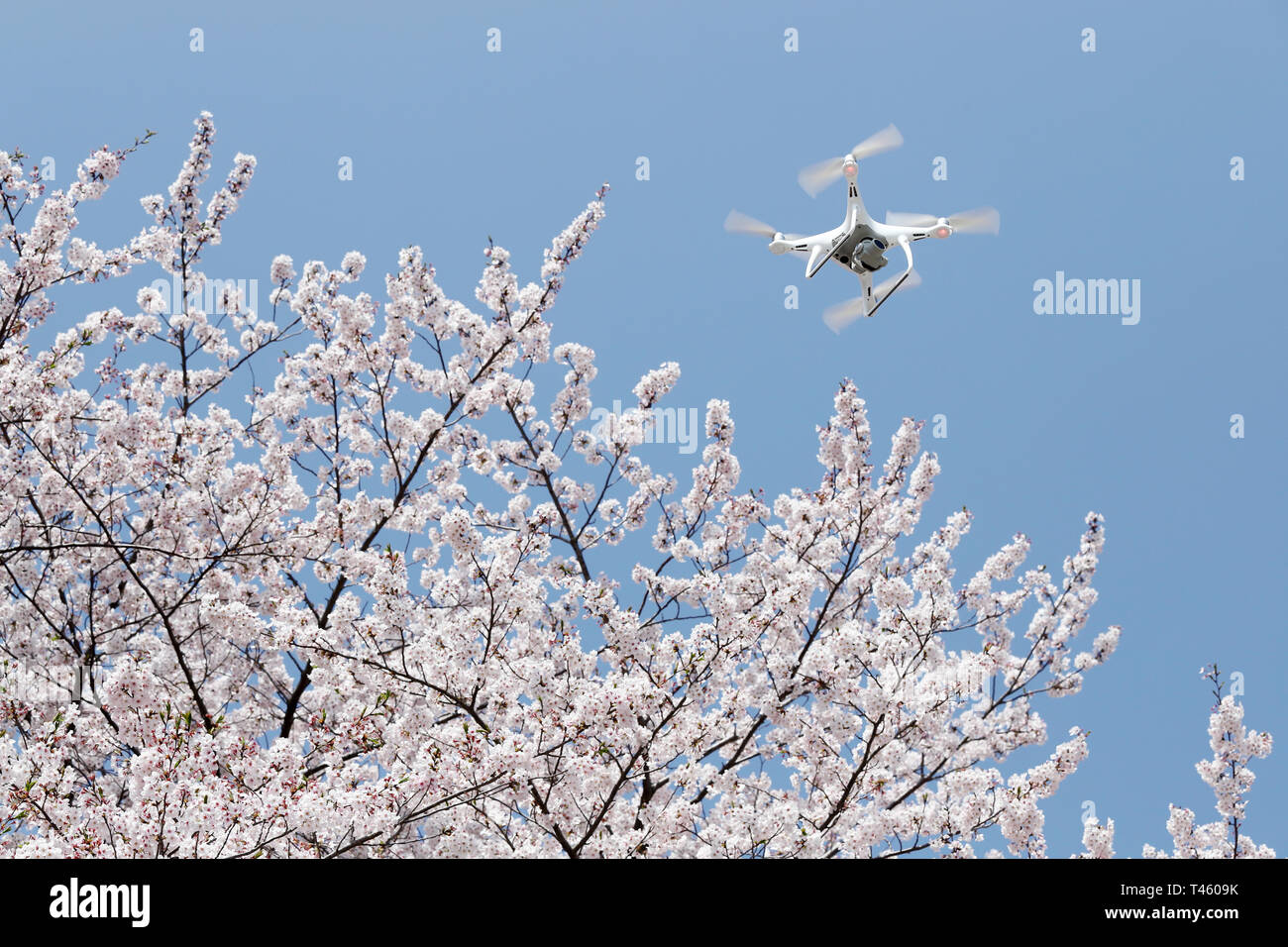 Drone flying in the air, with beautiful cherry blossom or sakura and ...
