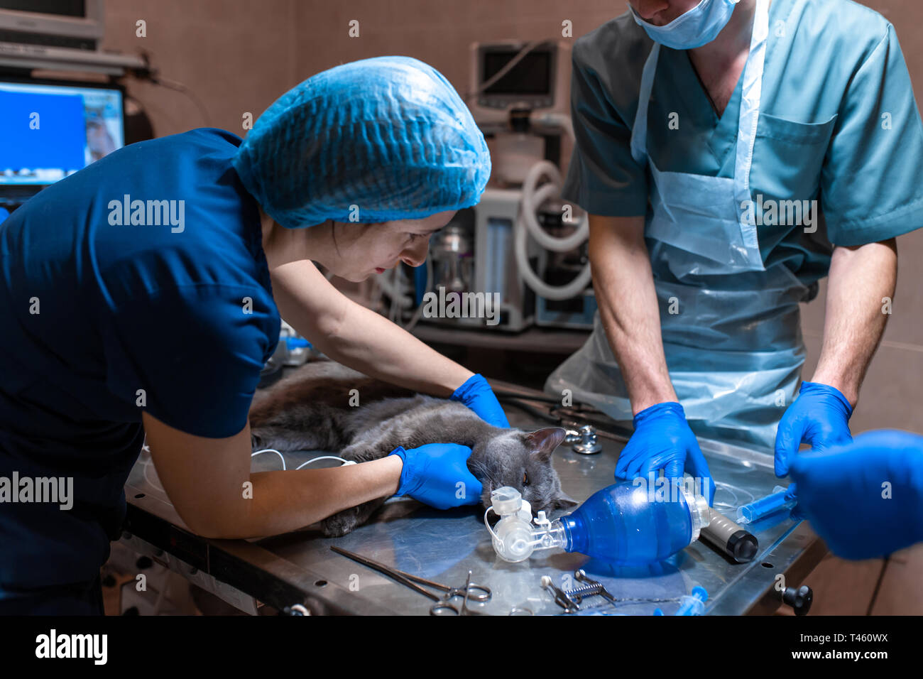 veterinarian or doctors doing surgery in the clinic. medicine, pet ...