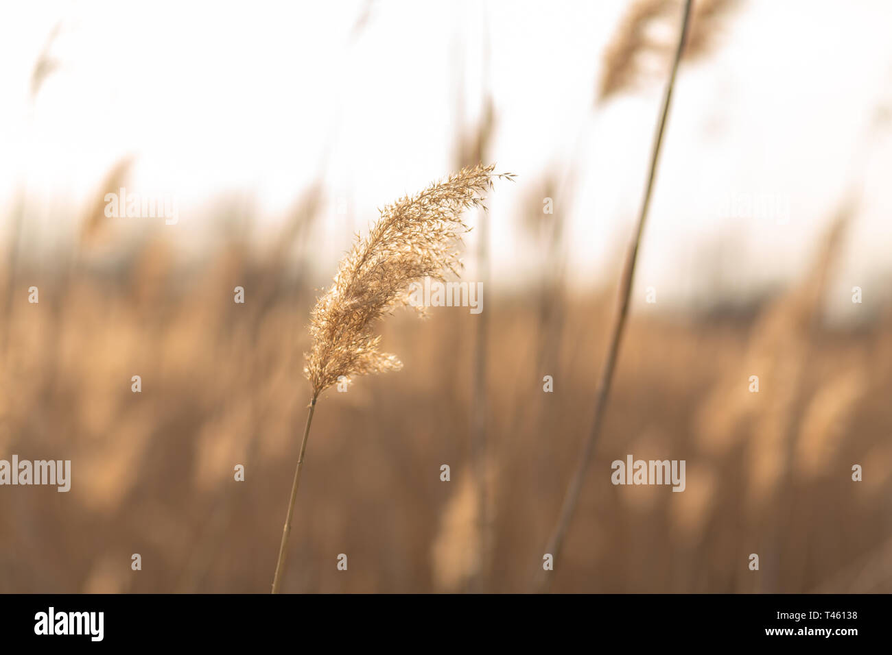 soft focus of reeds stalks blowing in the wind at golden sunset light ...