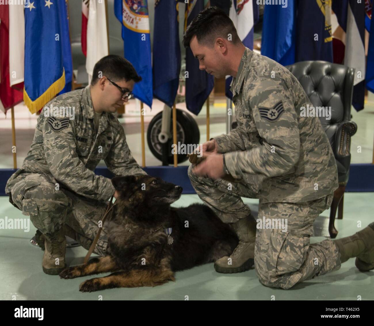 Military working dog zuzu hi-res stock photography and images - Alamy