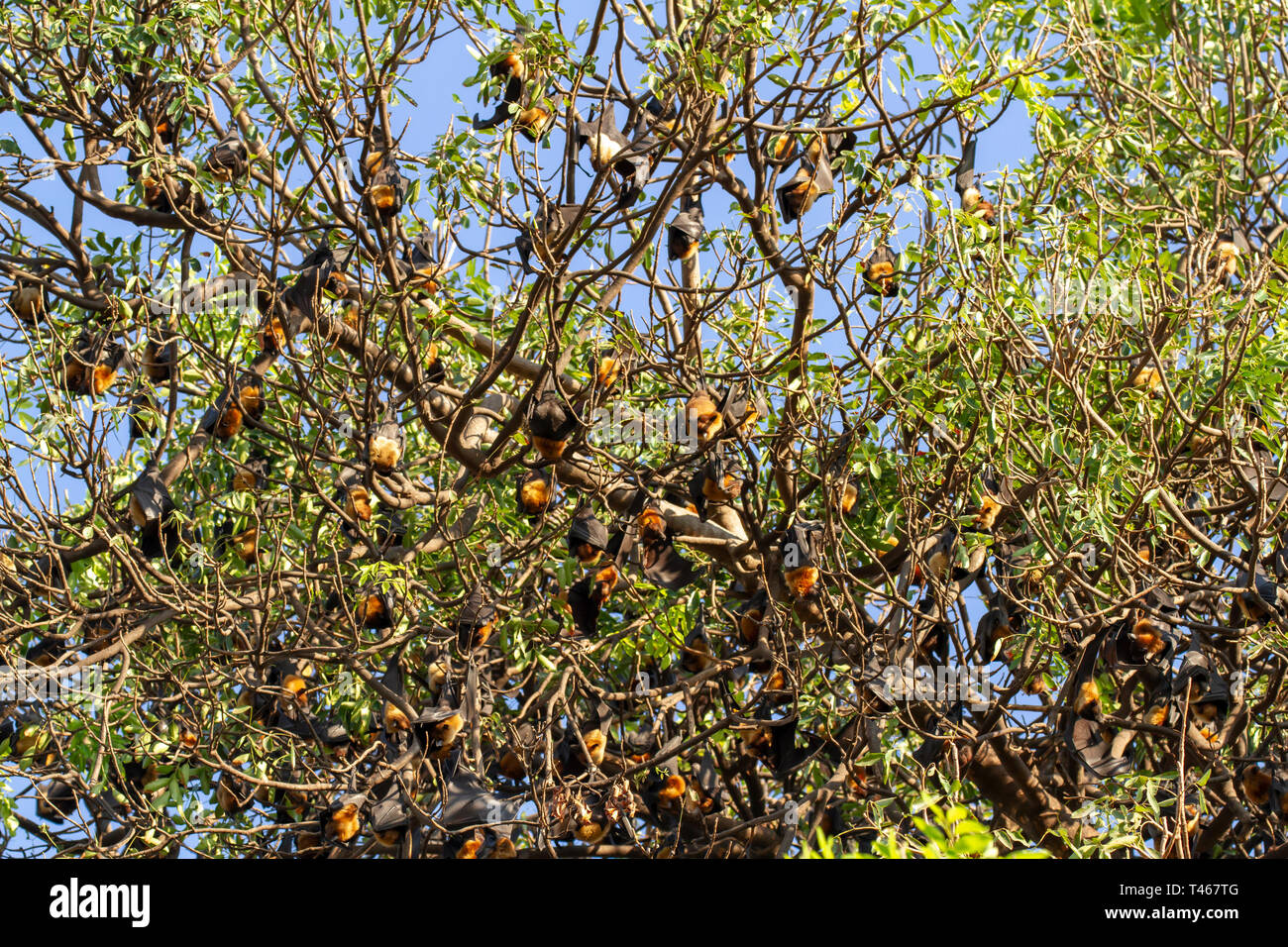 Fruit bats, or flying foxes, roosting in trees in downtown Phnom Penh ...