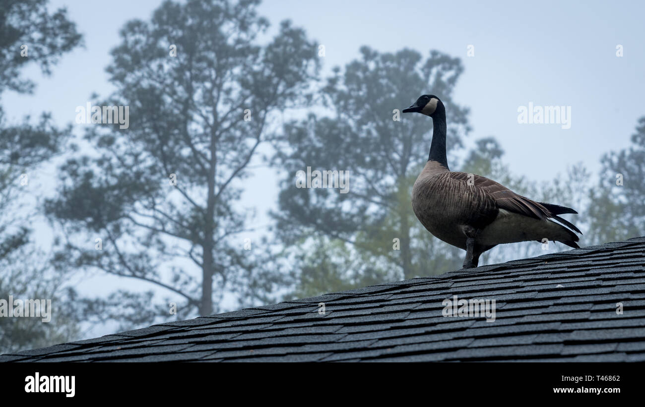 Goose on roof hi-res stock photography and images - Alamy