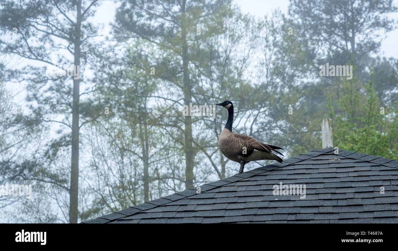 Goose house hi-res stock photography and images - Alamy