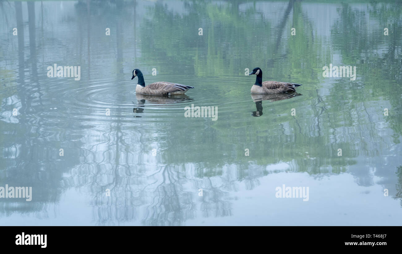 Two Canada Geese on a pond with trees reflected on the water Stock ...