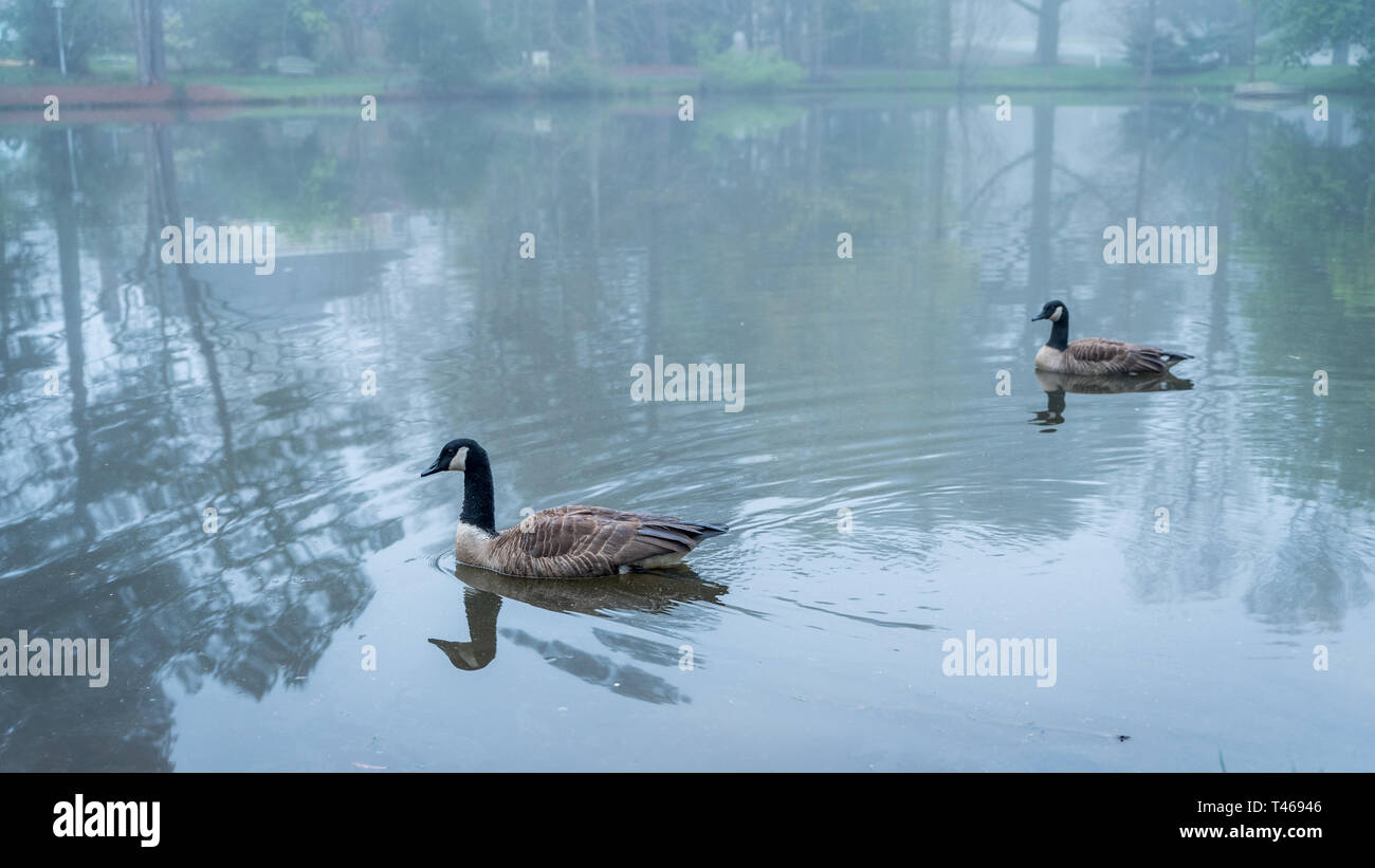 Two Canada Geese on a pond with trees reflected on the water Stock ...