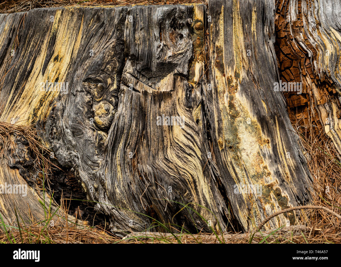 Base of tree bark texture or background, showing signs of past fire ...
