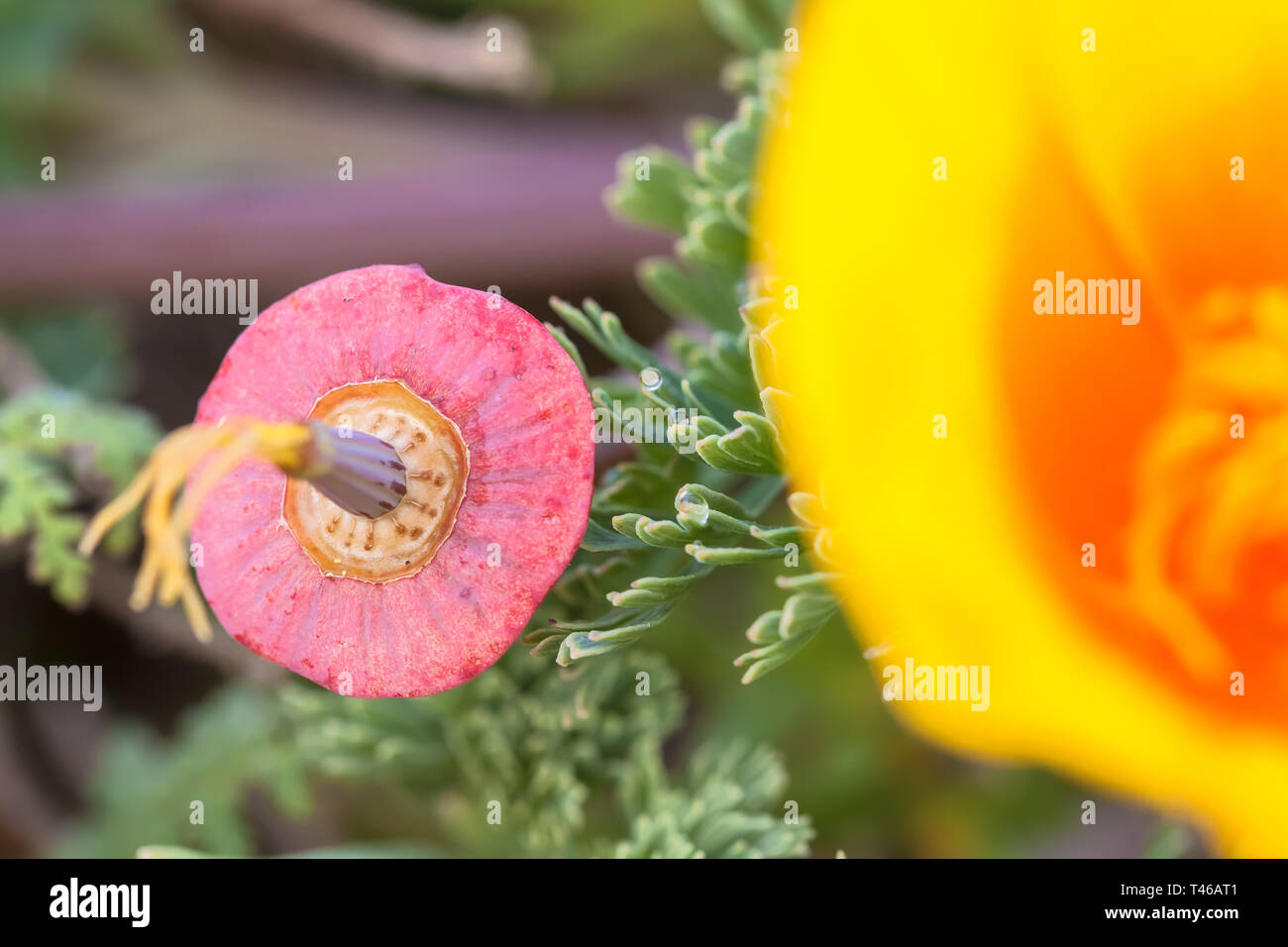 Poppy fruit hi-res stock photography and images - Alamy