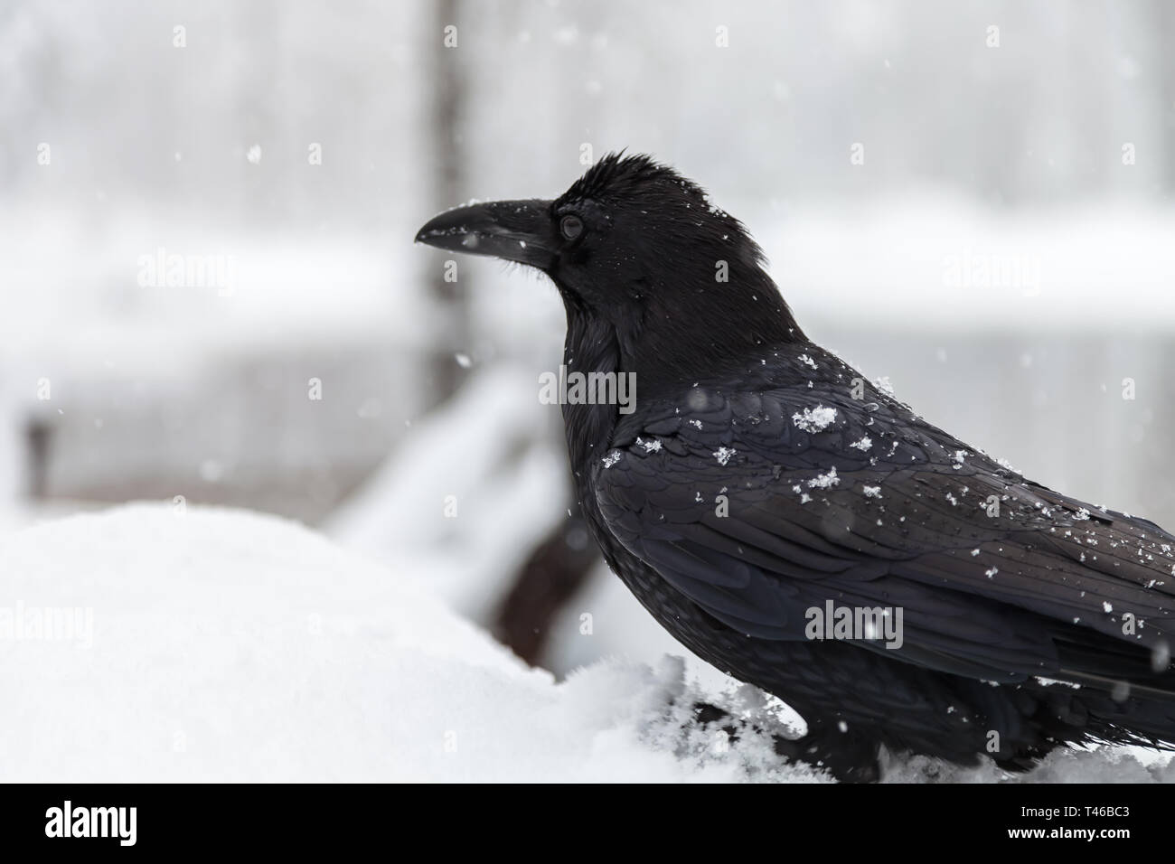 Common raven california national park hi-res stock photography and ...