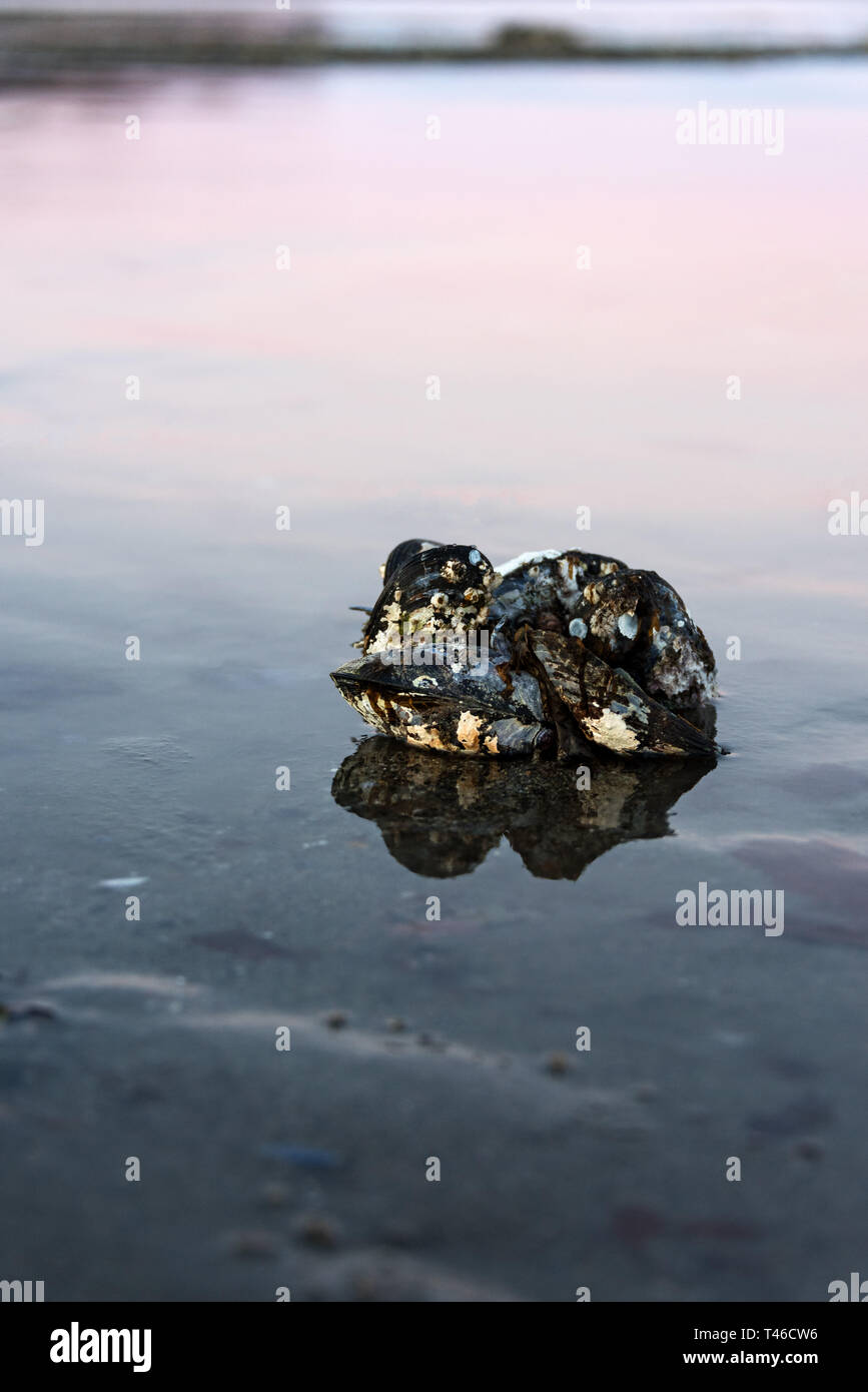 Hulls cove usa hi-res stock photography and images - Alamy