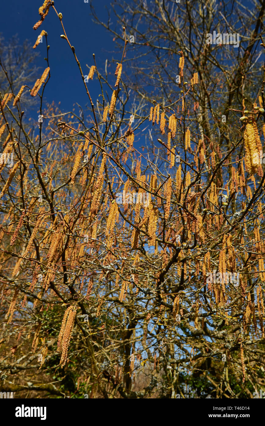 Spring catkins nature close-up in spring woodland, Surrey, England ...