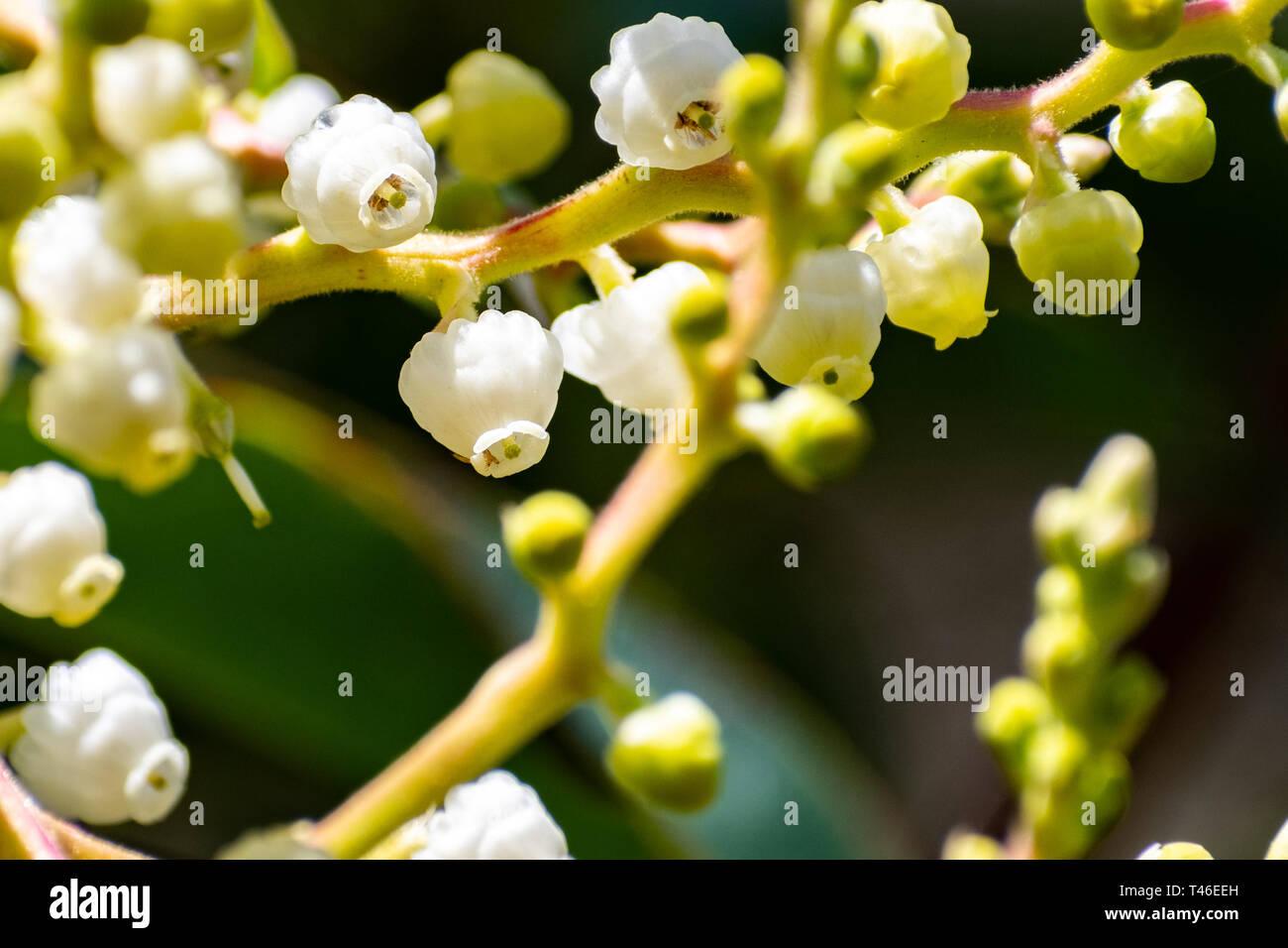 Madrone tree hi-res stock photography and images - Alamy