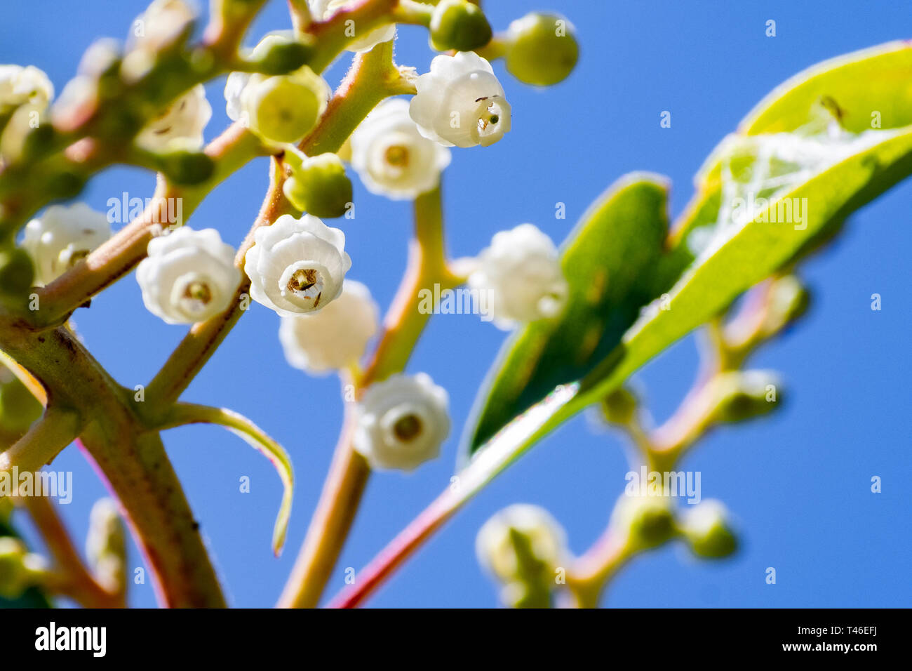 Madrone tree hi-res stock photography and images - Alamy