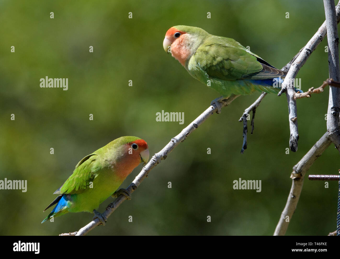 Two lovebirds hi-res stock photography and images - Alamy