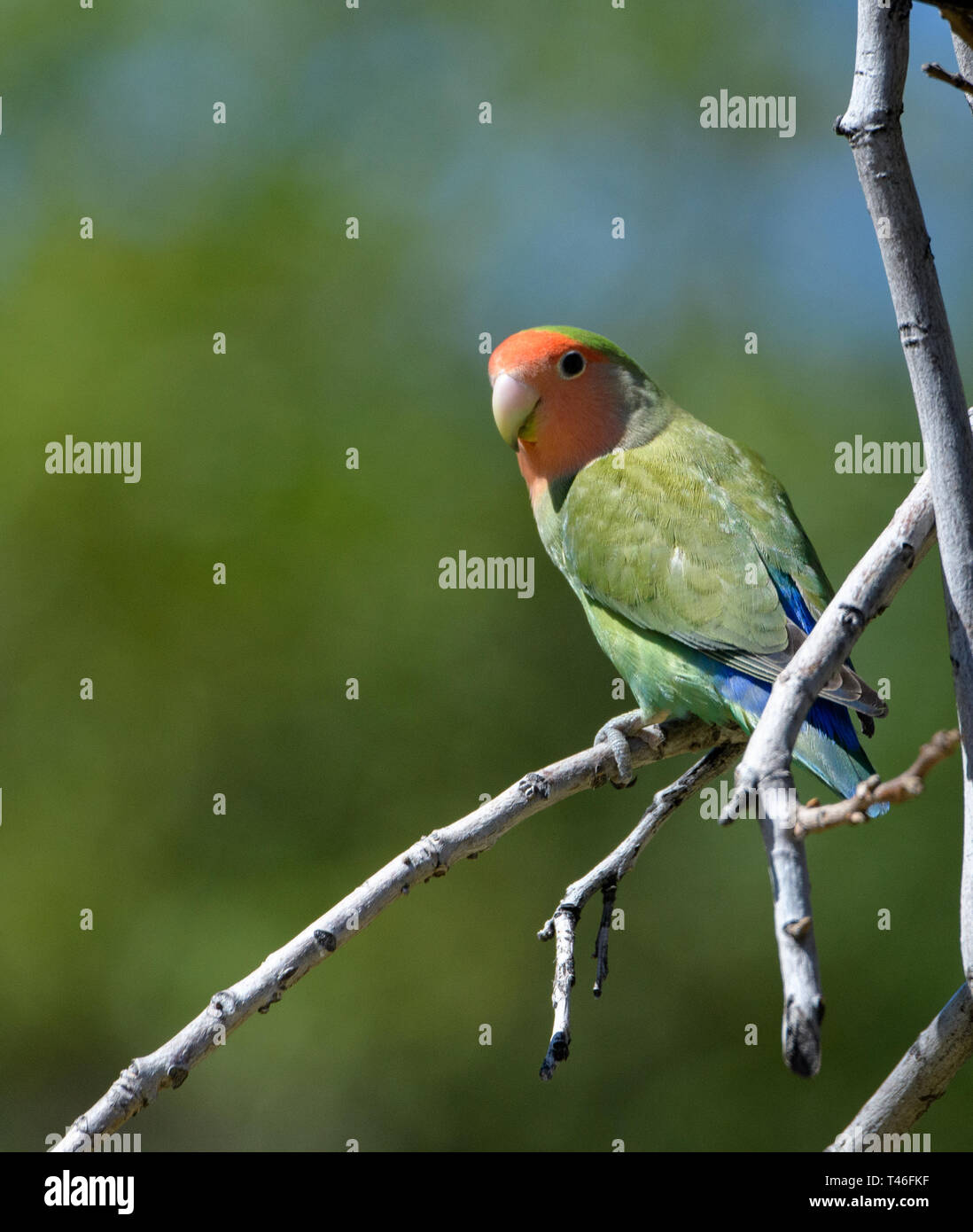 Lovebird looking back over his shoulder Stock Photo - Alamy
