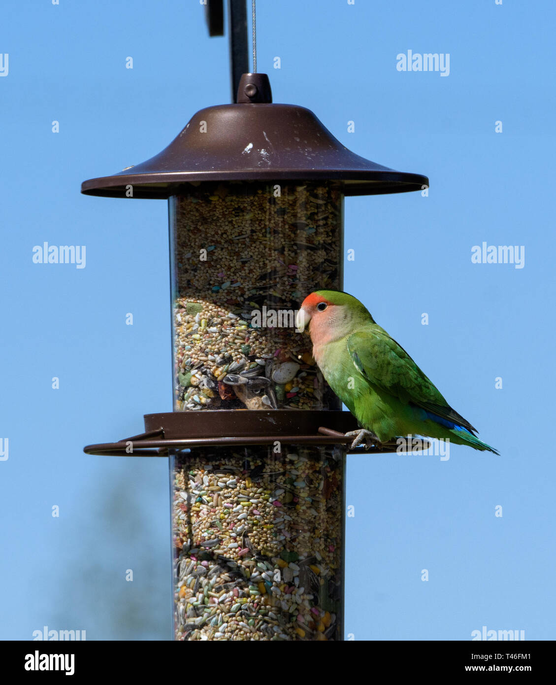 Peach faced lovebird on an outdoor feeder Stock Photo - Alamy