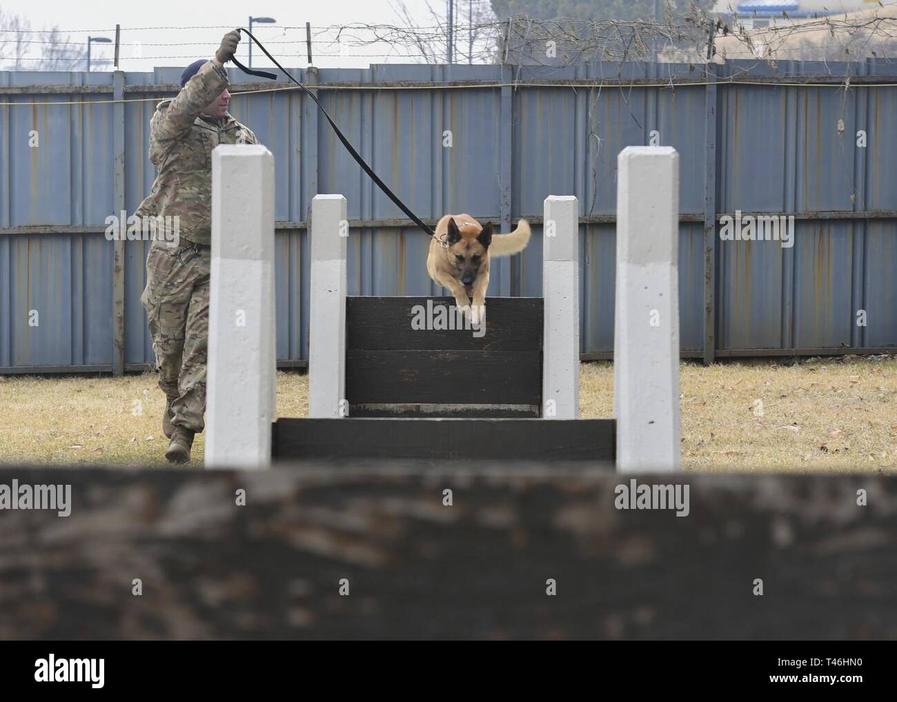 Diego, a military working dog assigned to 51st Security Forces Squadron ...