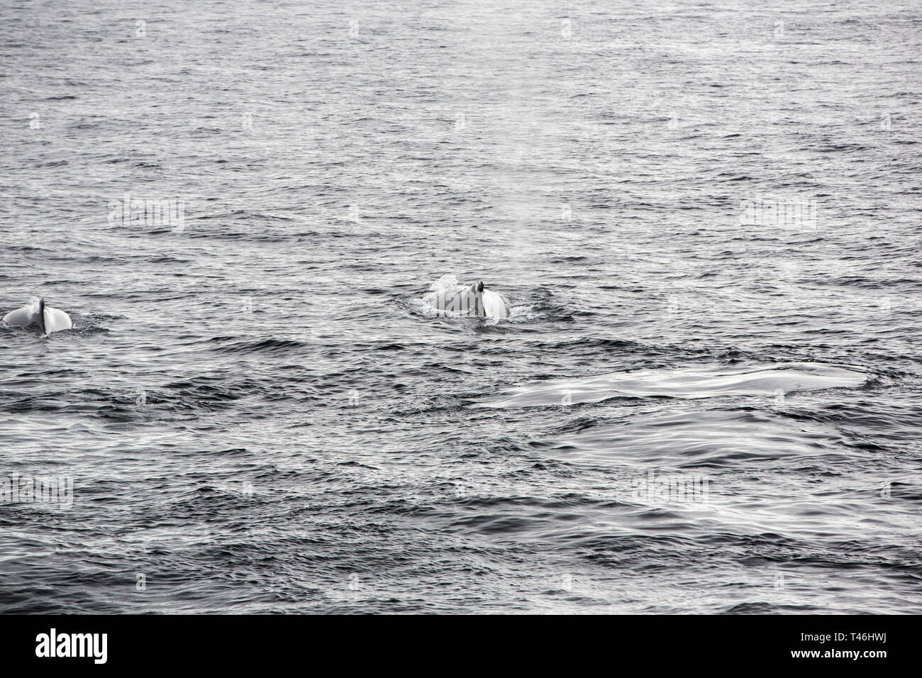 Humpback whale footprint hi-res stock photography and images - Alamy