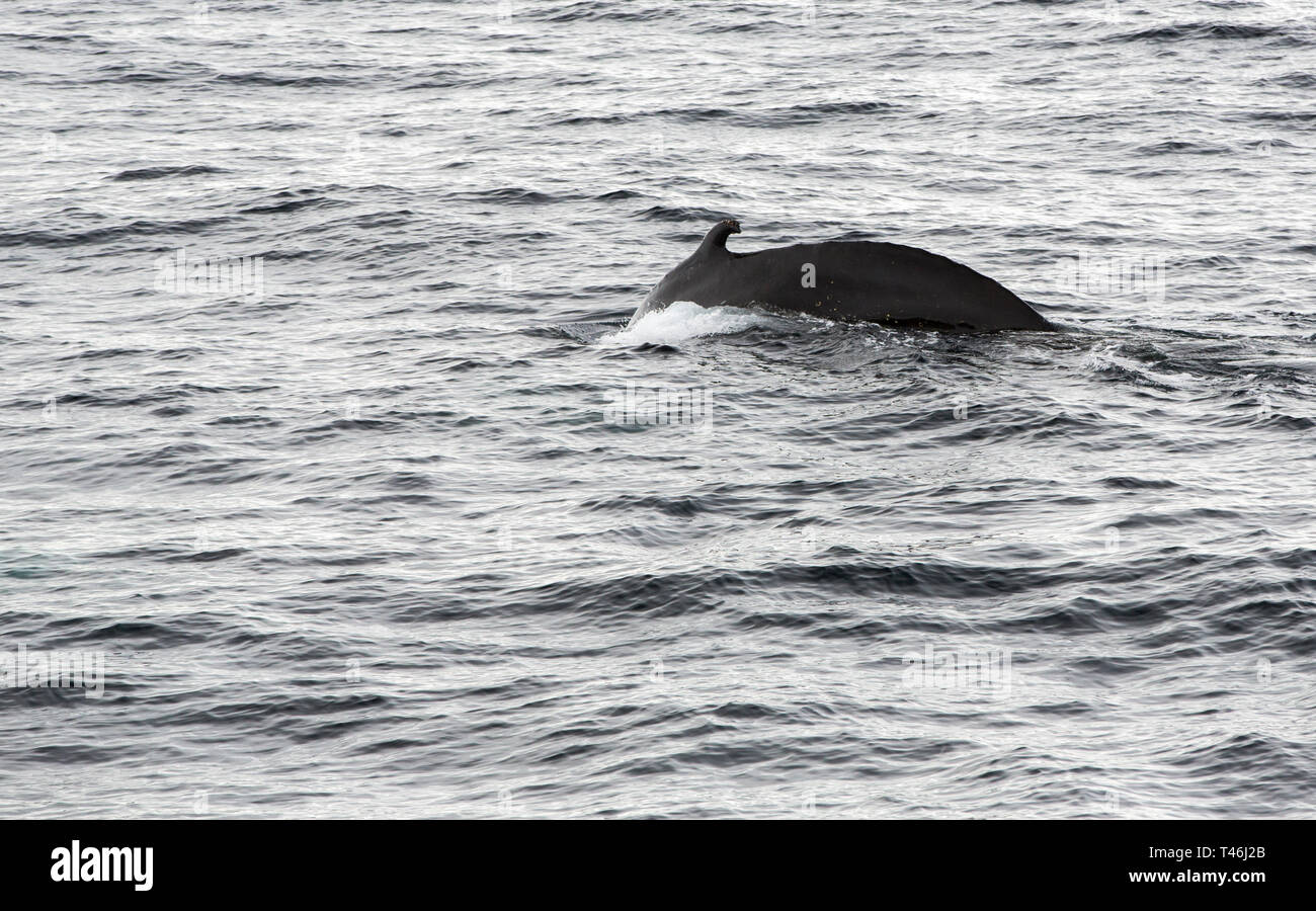 Whale Footprint High Resolution Stock Photography and Images - Alamy