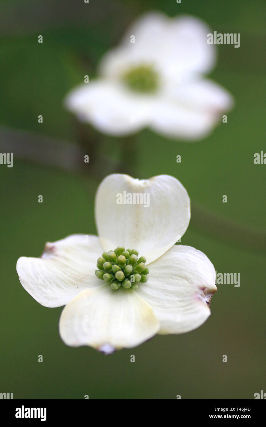 Virginia state flower hi-res stock photography and images - Alamy