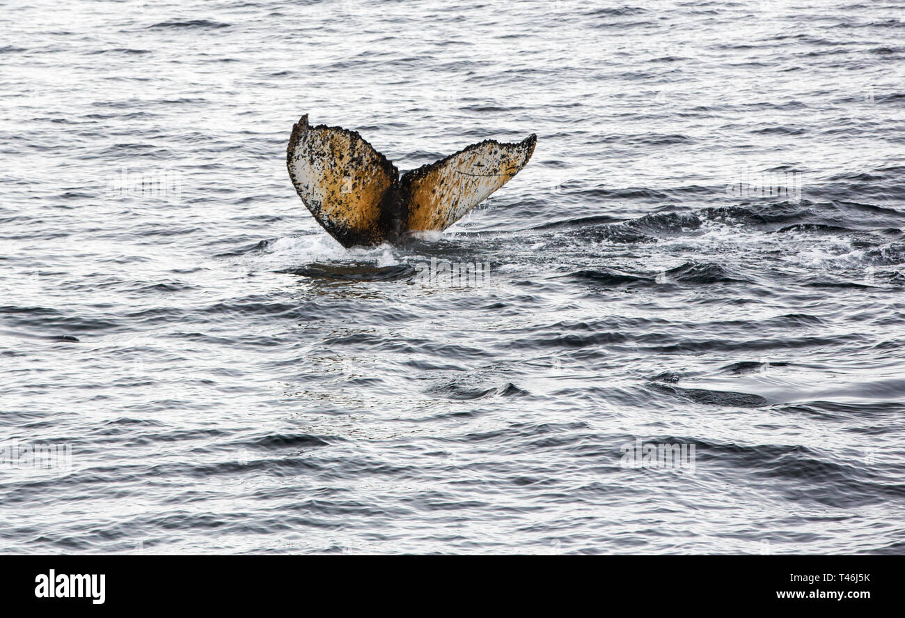 Humpback whale footprint hi-res stock photography and images - Alamy