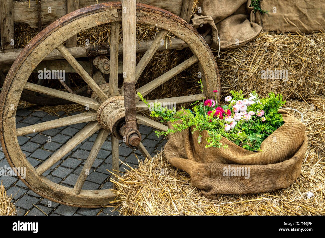 rustic vintage farm spring decoration with an old chariot dray cart ...