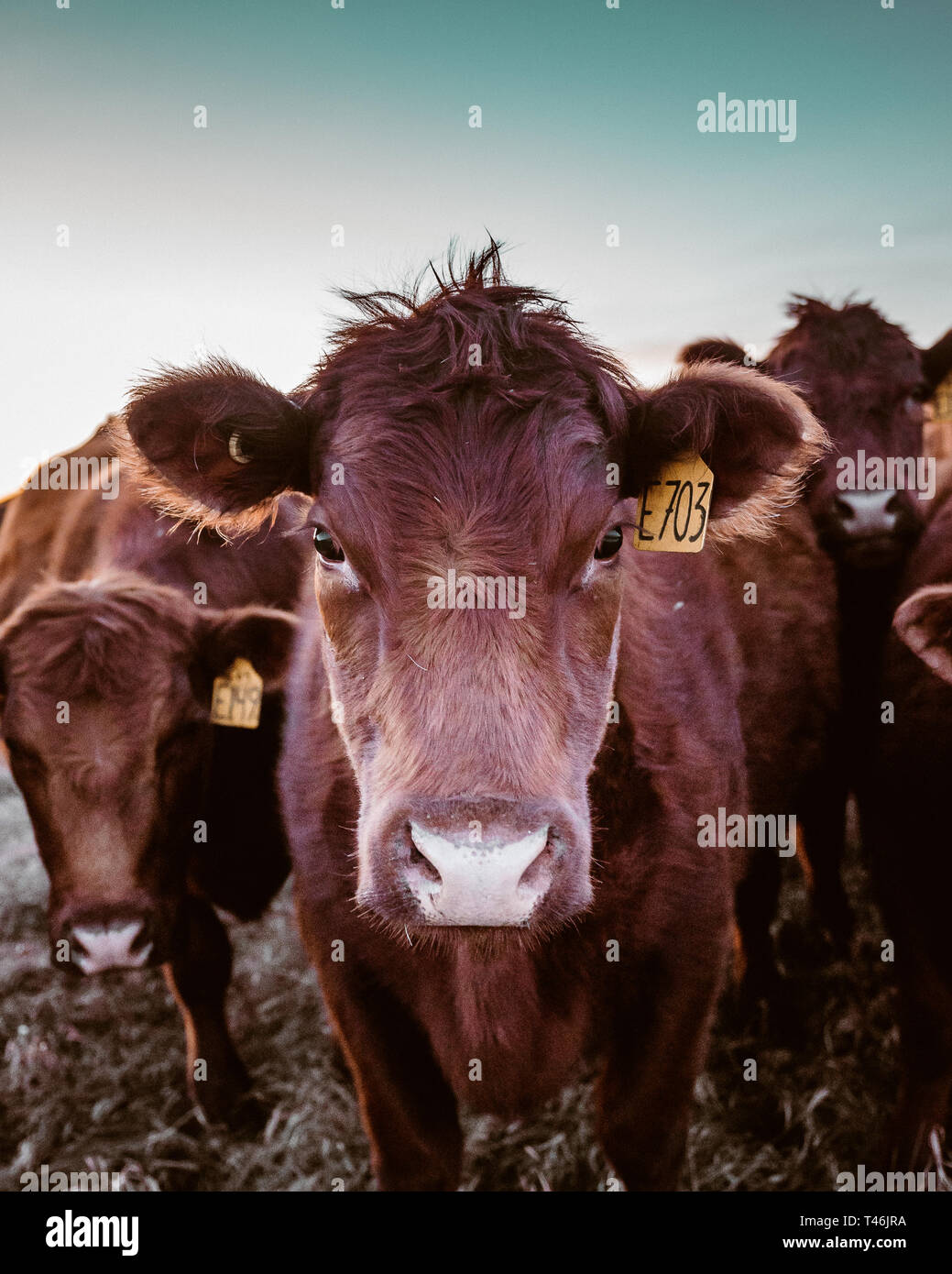Beef cattle herd field hi-res stock photography and images - Alamy