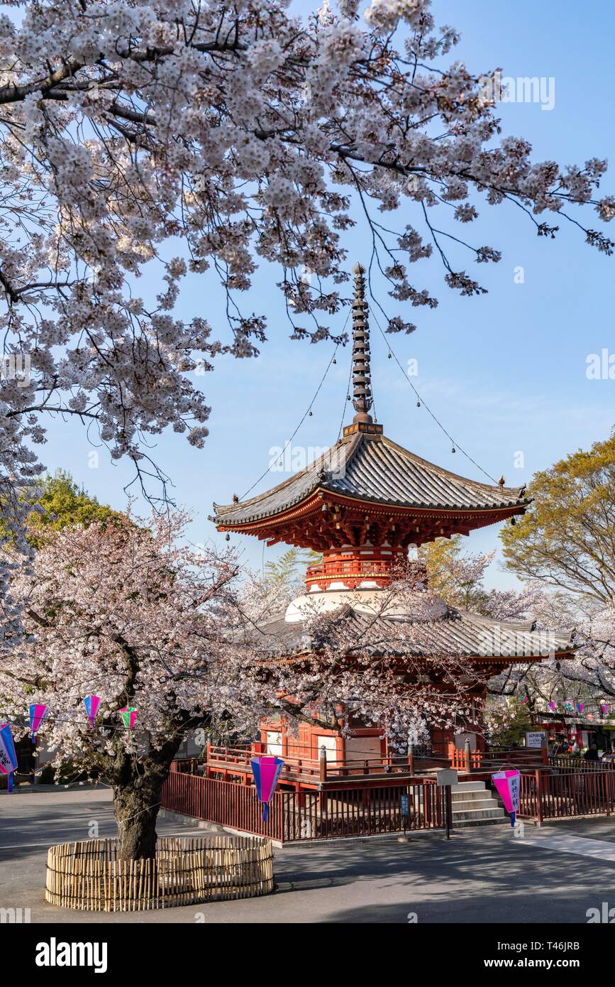 Kita-in temple during Cherry blossom season, Kawagoe City, Saitama ...