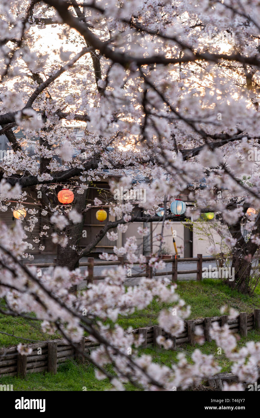 Cherry blossoms at Shingashi River, near Hikawa Shrine, Kawagoe City ...